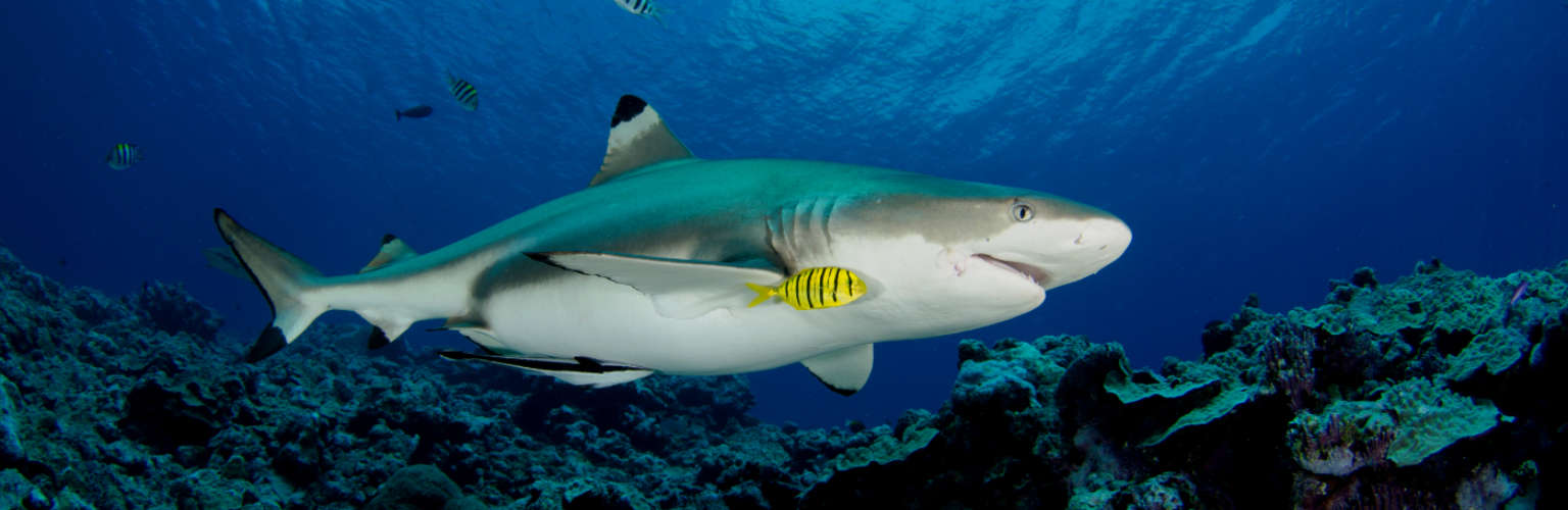 Shark Week Palau